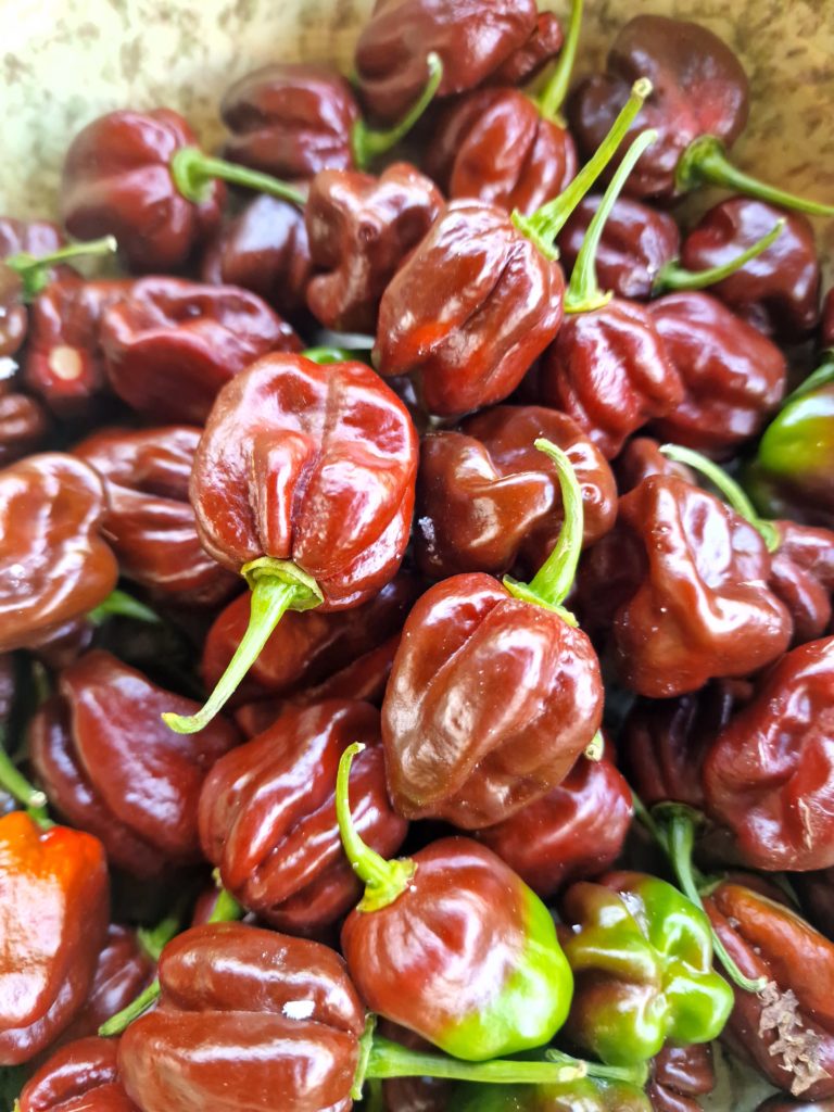 Jamaican Hot Chocolate Chilli Seeds - Jamaican Hot Chocolate Pepper Seeds