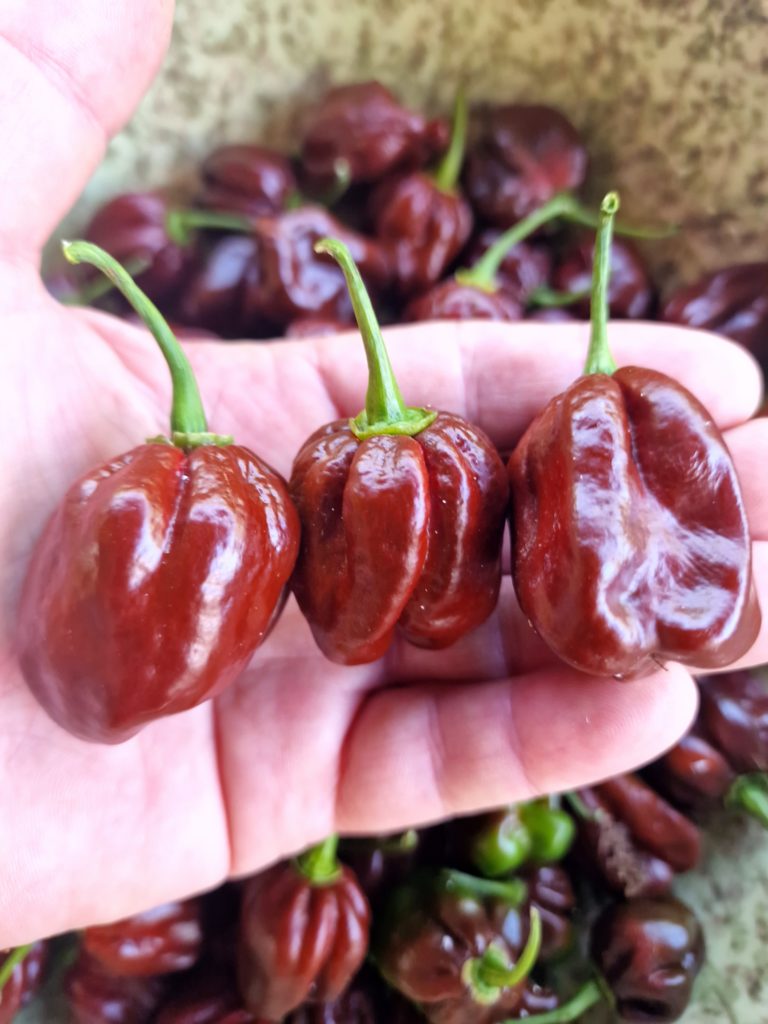 Jamaican Hot Chocolate Chilli Seeds - Jamaican Hot Chocolate Pepper Seeds