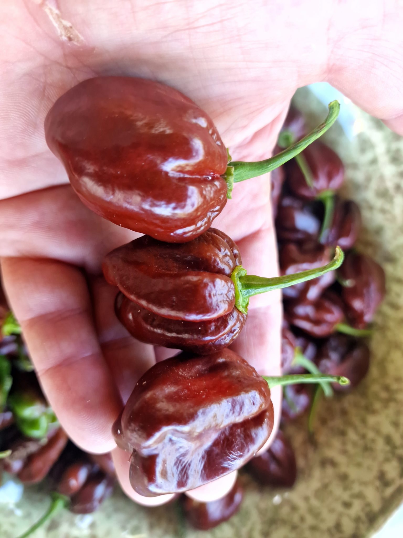 Jamaican Hot Chocolate Chilli Seeds - Jamaican Hot Chocolate Pepper Seeds
