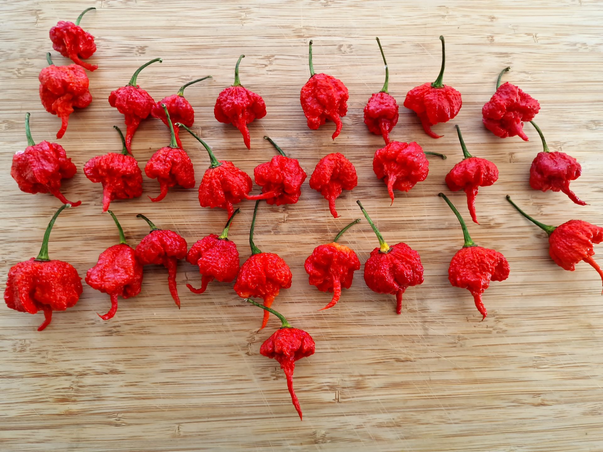 Carolina Reaper Chilli Seeds - Get the Best Reaper Pepper Seeds from ...