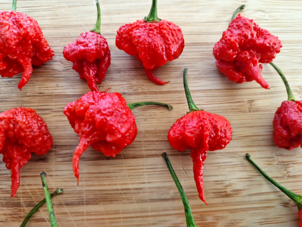 Carolina Reaper Chilli Seeds - Get the Best Reaper Pepper Seeds from ...