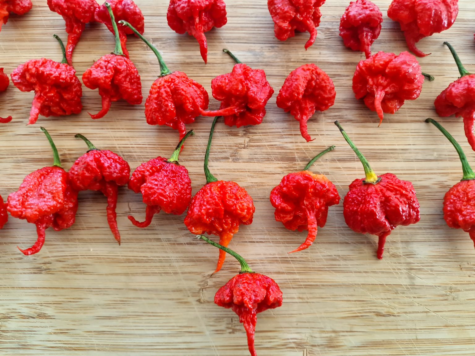 Carolina Reaper Chilli Seeds - Get the Best Reaper Pepper Seeds from ...