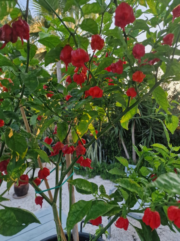 Carolina Reaper Chilli Seeds - Get the Best Reaper Pepper Seeds from ...