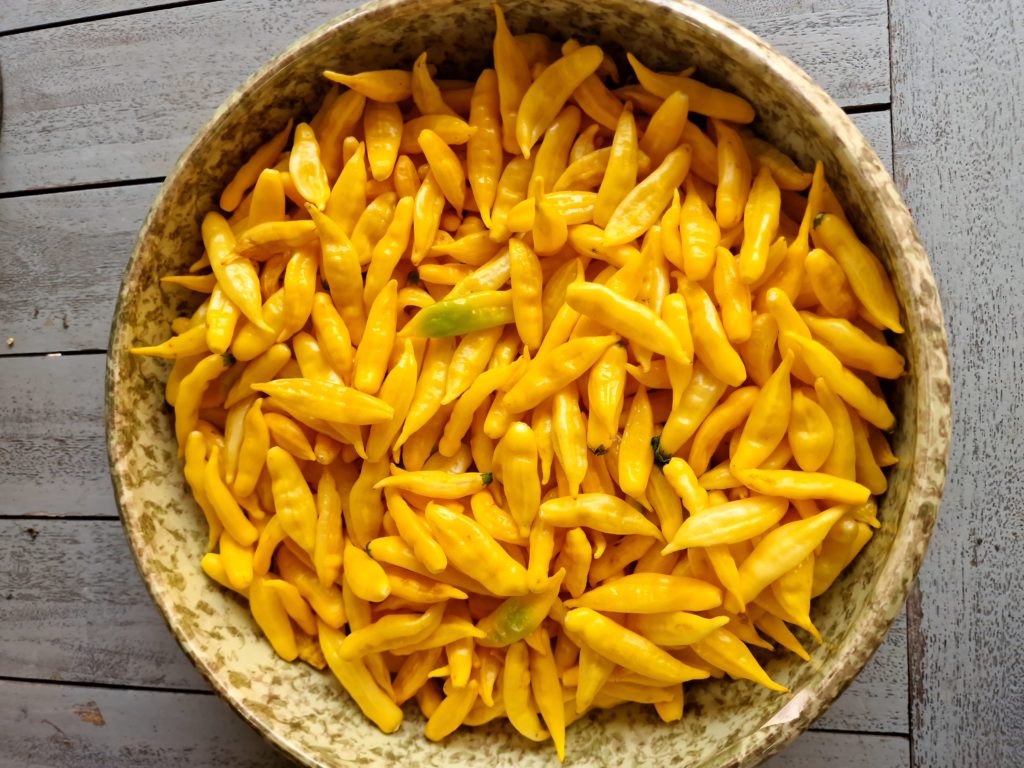 Lemon Drop Chilli Seeds - Aji Limon Pepper Seeds from Red Dragon Seeds