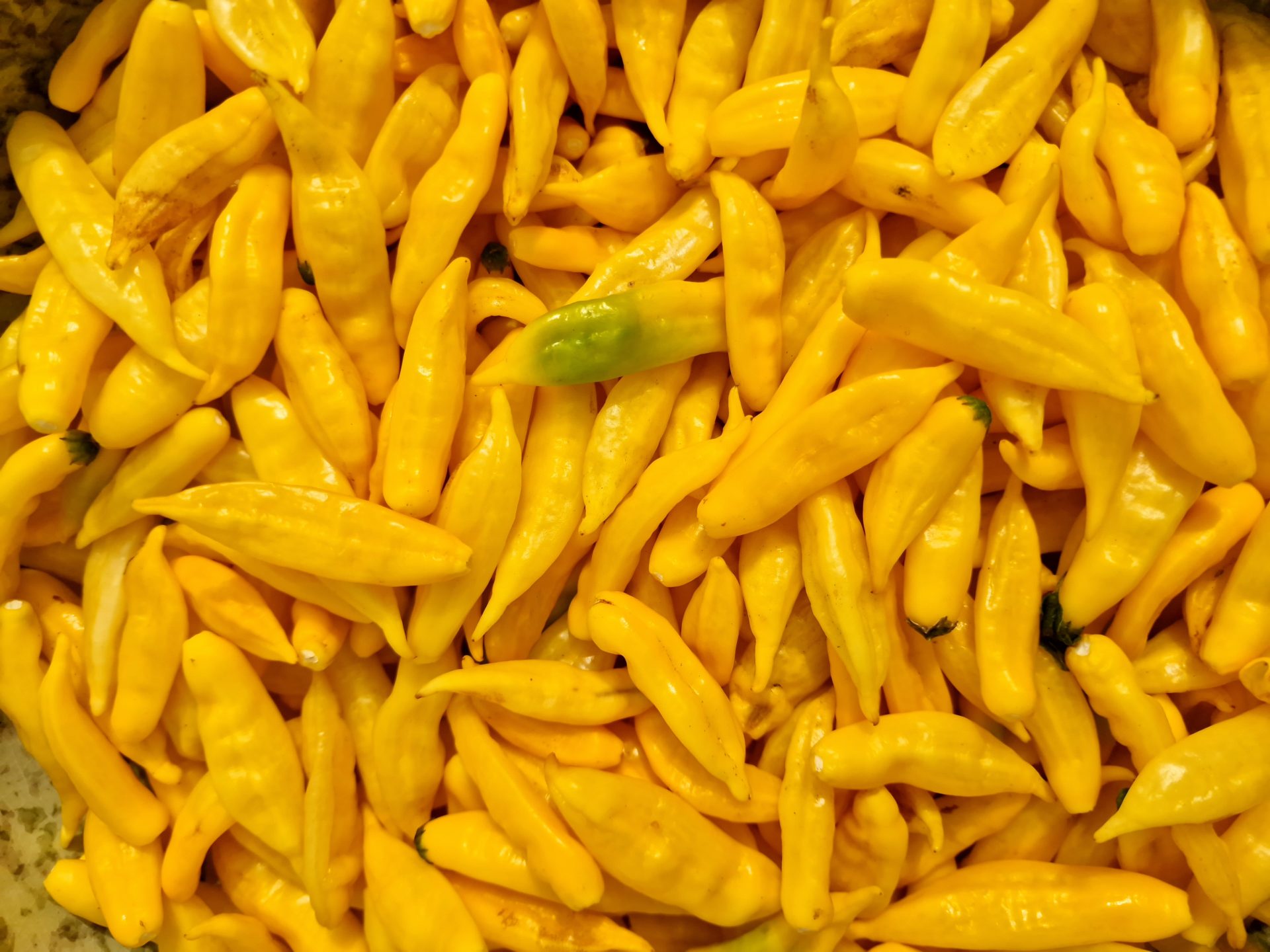 Lemon Drop Chilli Seeds - Aji Limon Pepper Seeds from Red Dragon Seeds