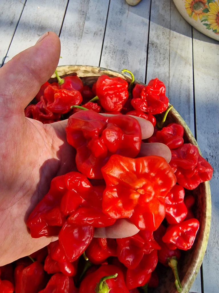 Bishops Crown Chilli Seeds - Jokers Hat Pepper Seeds - Red Dragon Seeds