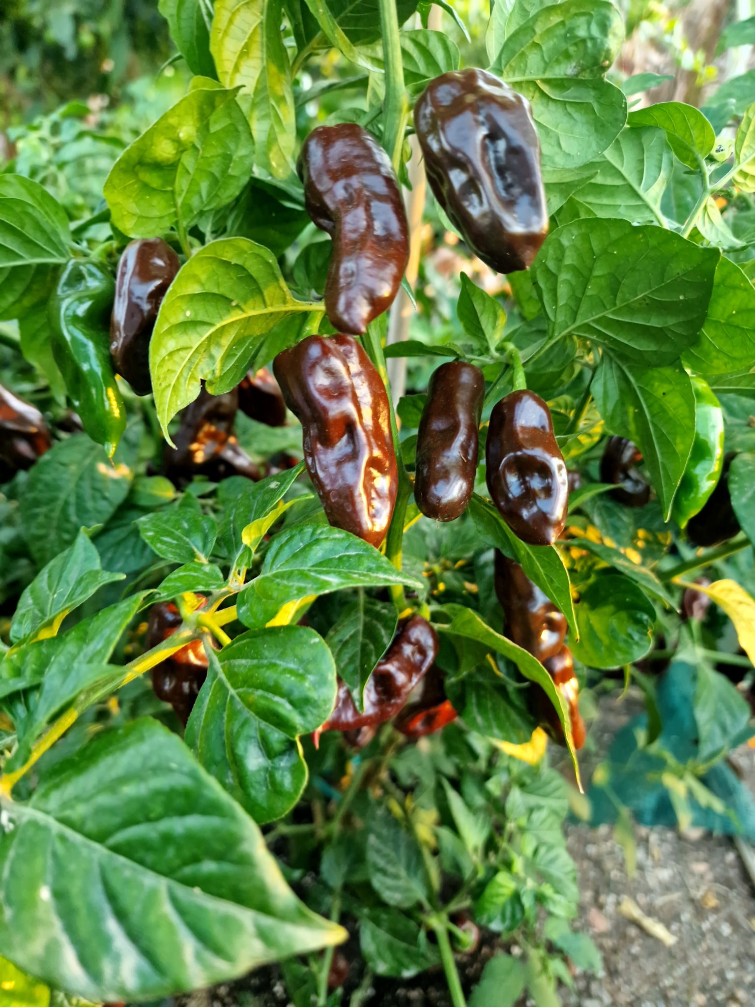 Chocolate Fatalii Chilli Seeds - 10 Fresh Fatalii Brown Pepper Seeds