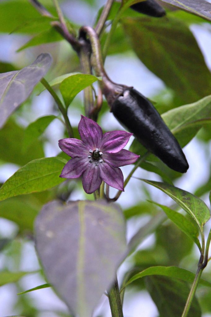 Hungarian Black Chilli Seeds - Fresh Pepper Seeds from Red Dragon Seeds
