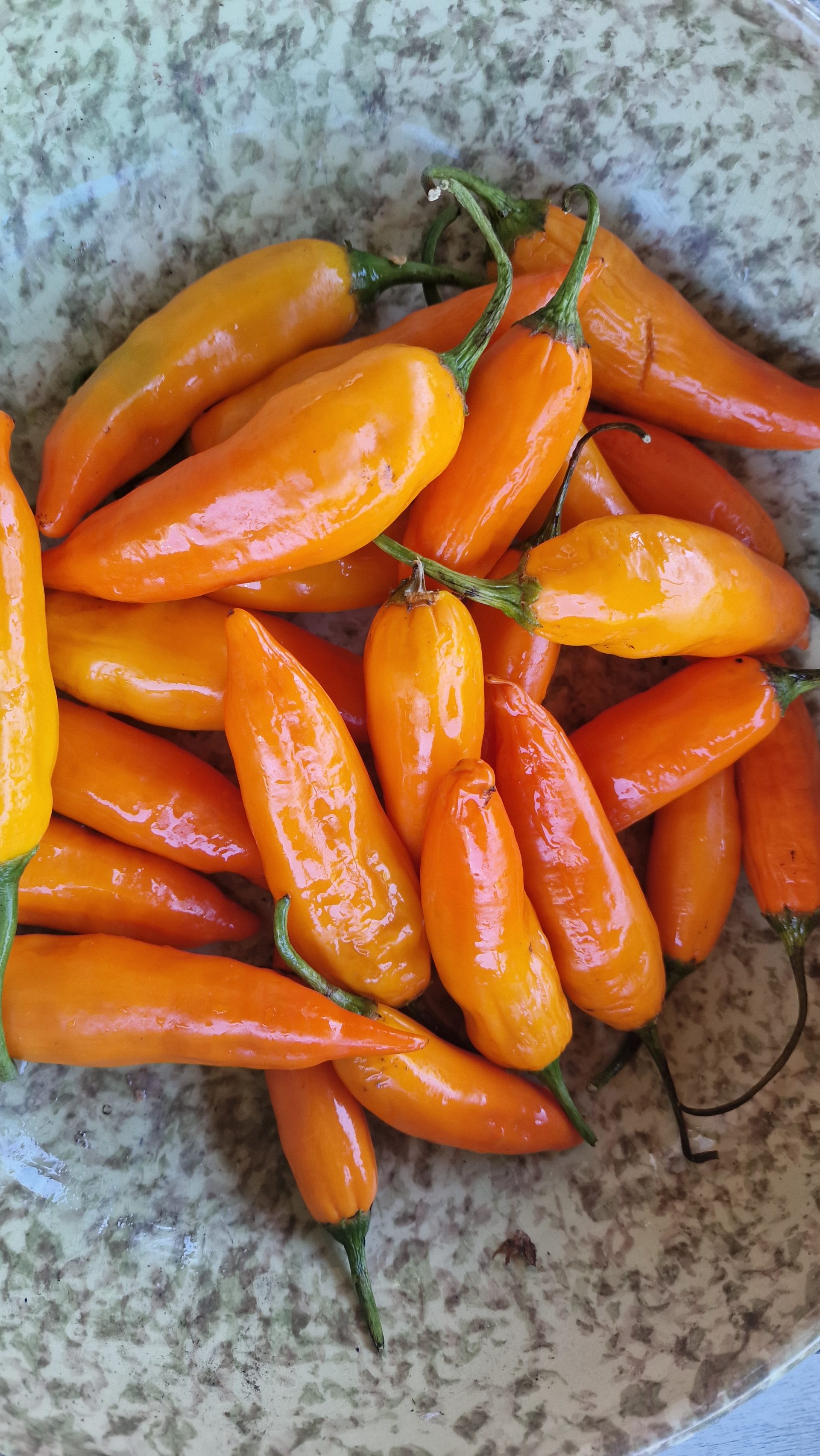 Aji Amarillo Chilli Seeds - Aji Amarillo Pepper Seeds