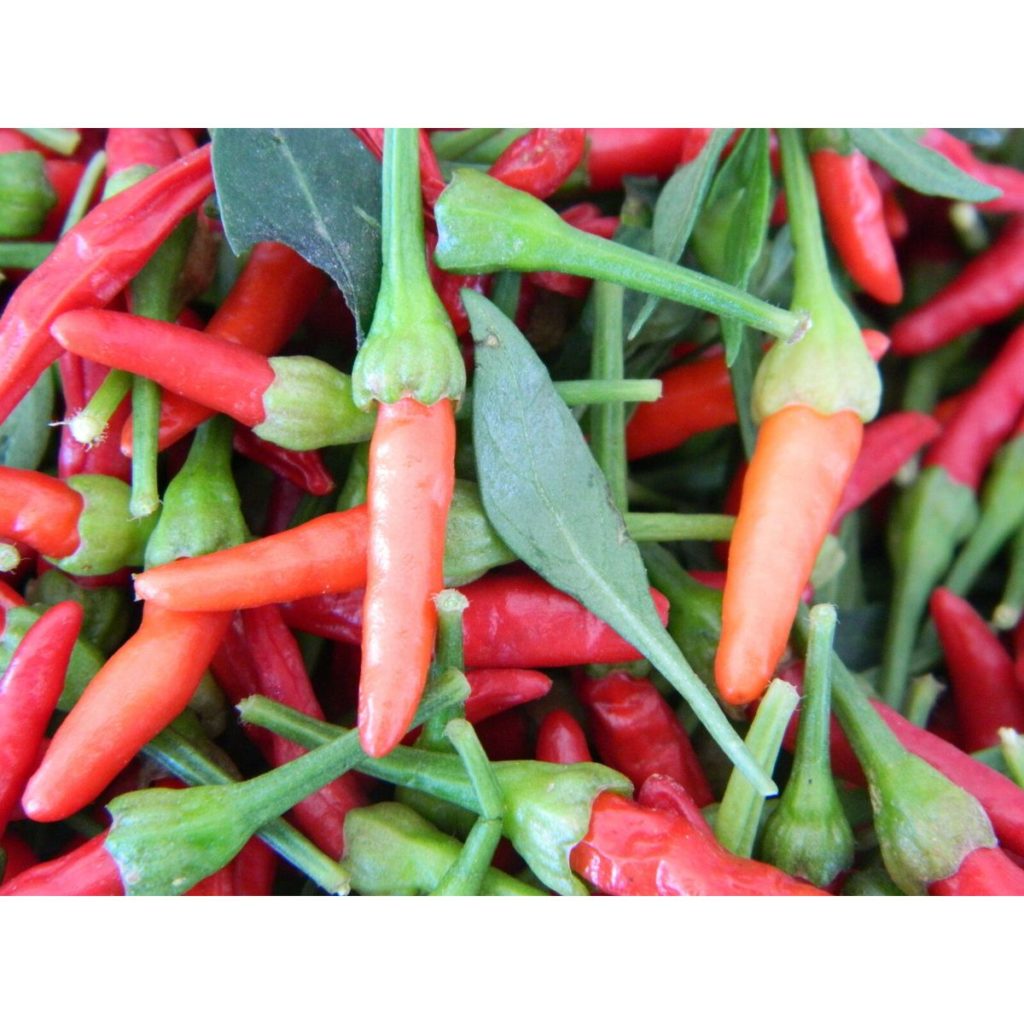 Birds Eye Demon Chilli Seeds For Sale - Birds Eye Demon Pepper Seeds ...