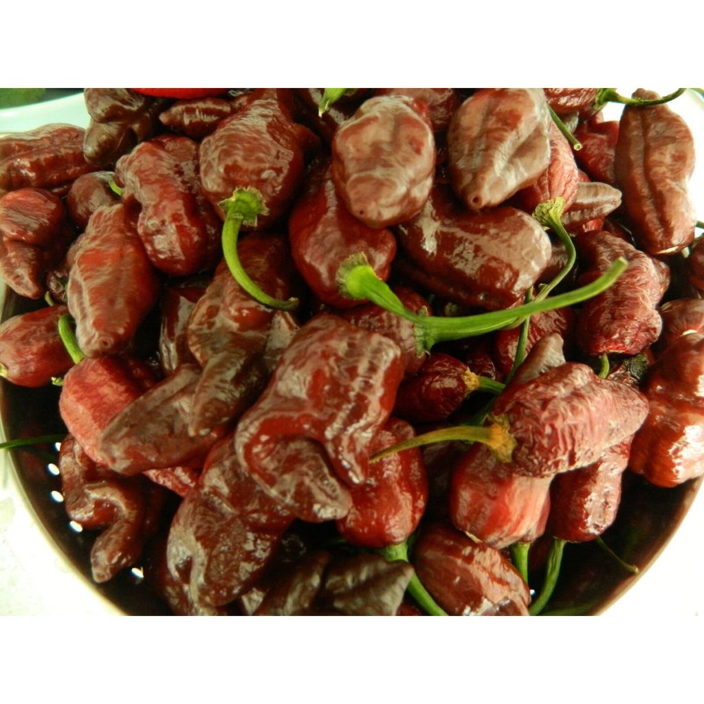 Chocolate Fatalii Chilli Seeds - 10 Fresh Fatalii Brown Pepper Seeds