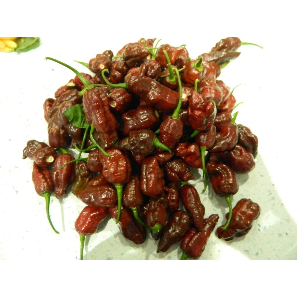Chocolate Fatalii Chilli Seeds - 10 Fresh Fatalii Brown Pepper Seeds