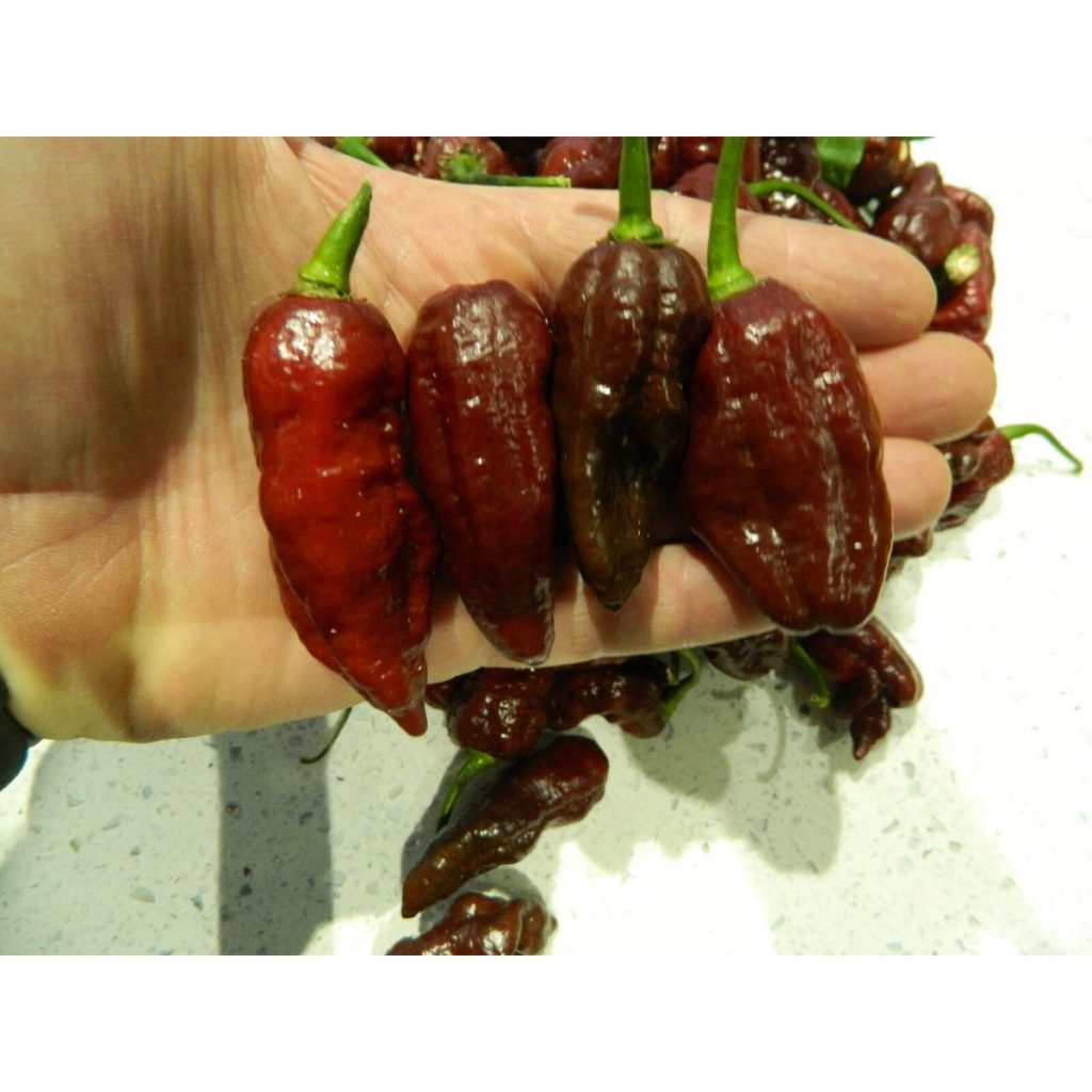 Chocolate Fatalii Chilli Seeds - 10 Fresh Fatalii Brown Pepper Seeds