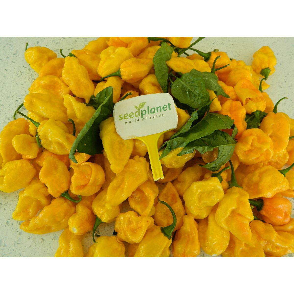 Cheiro do Norte Chilli Seeds - A Fantastic Pepper Plant from Brazil ...