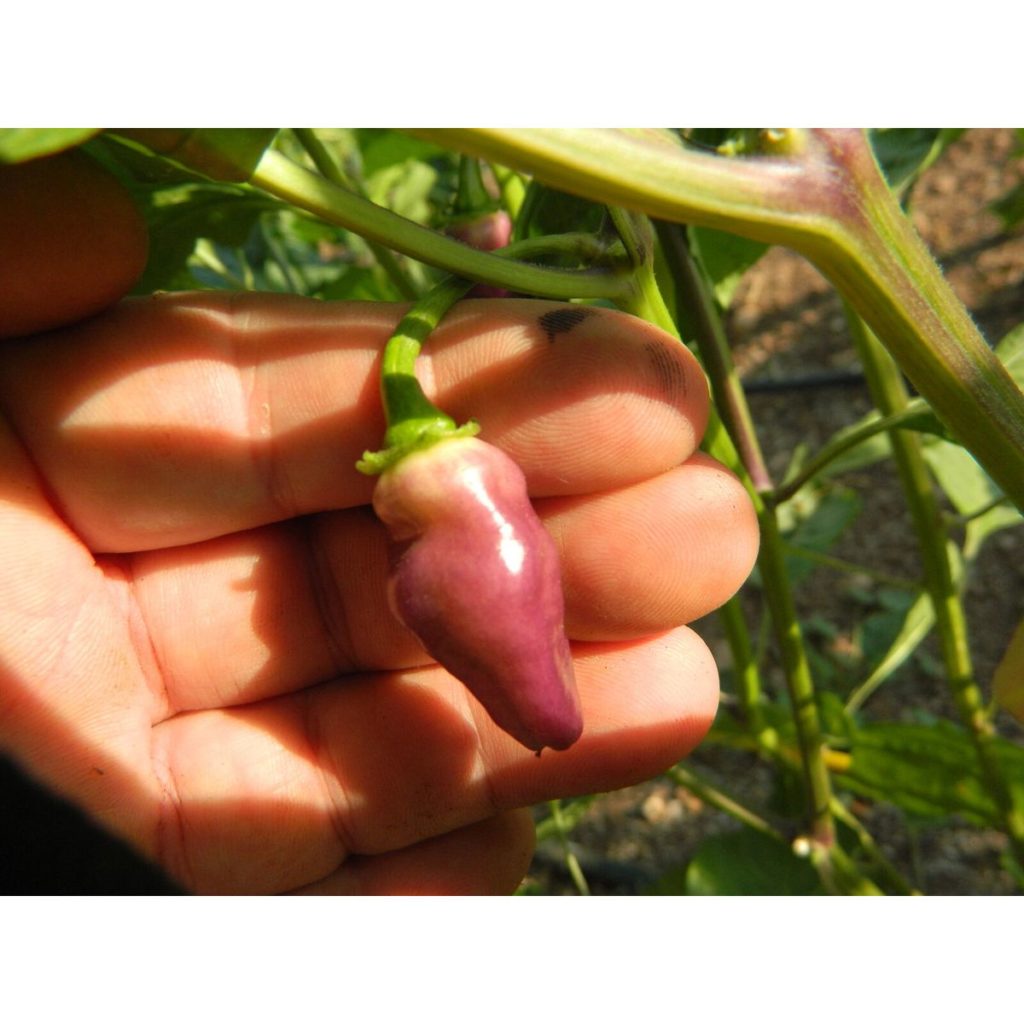Aji Fantasy Chilli Seeds - Aji Fantasy Pepper Seeds - Red Dragon Seeds