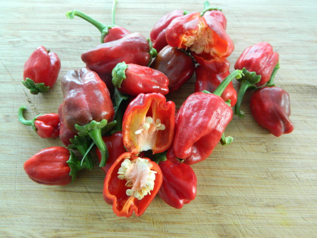 Big Jamaican Chilli Seeds - Red Dragon Seeds