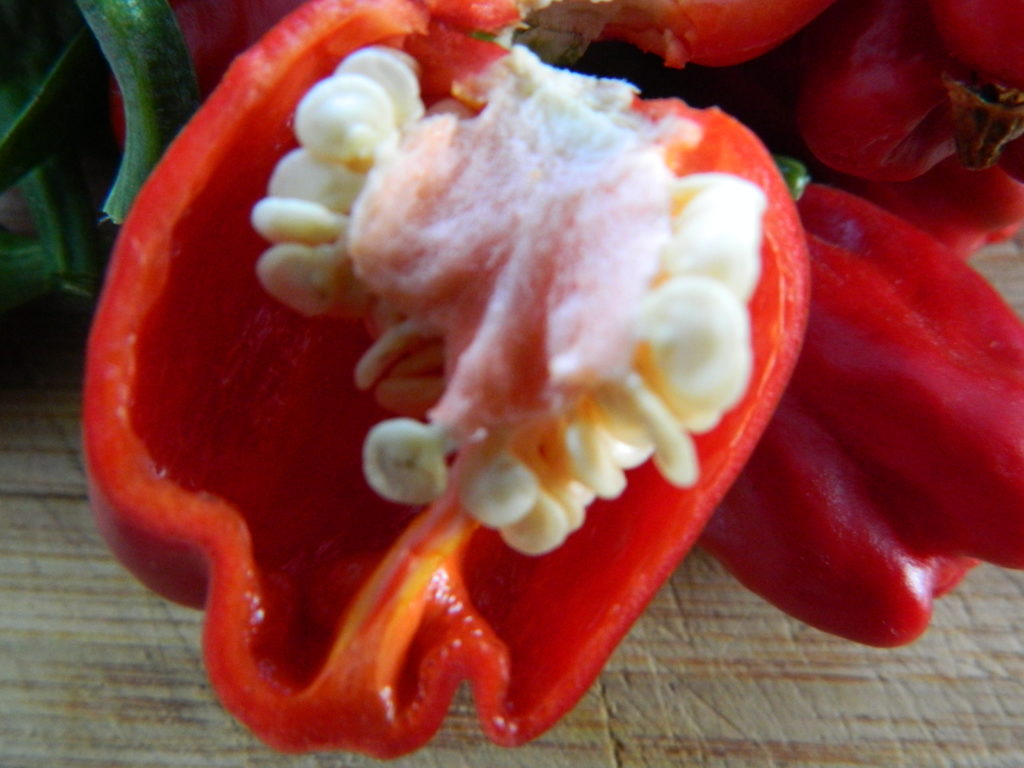Big Jamaican Chilli Seeds - Red Dragon Seeds