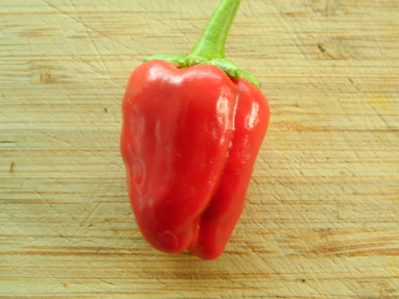 Big Jamaican Chilli Seeds - Red Dragon Seeds