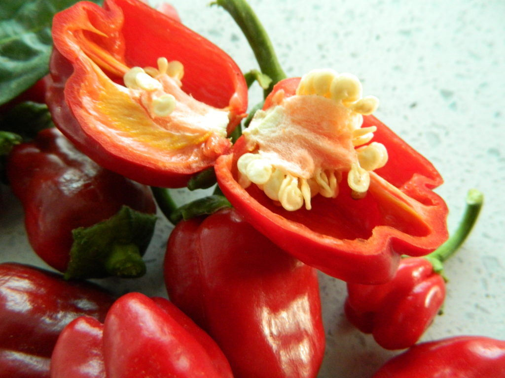 Big Jamaican Chilli Seeds - Red Dragon Seeds