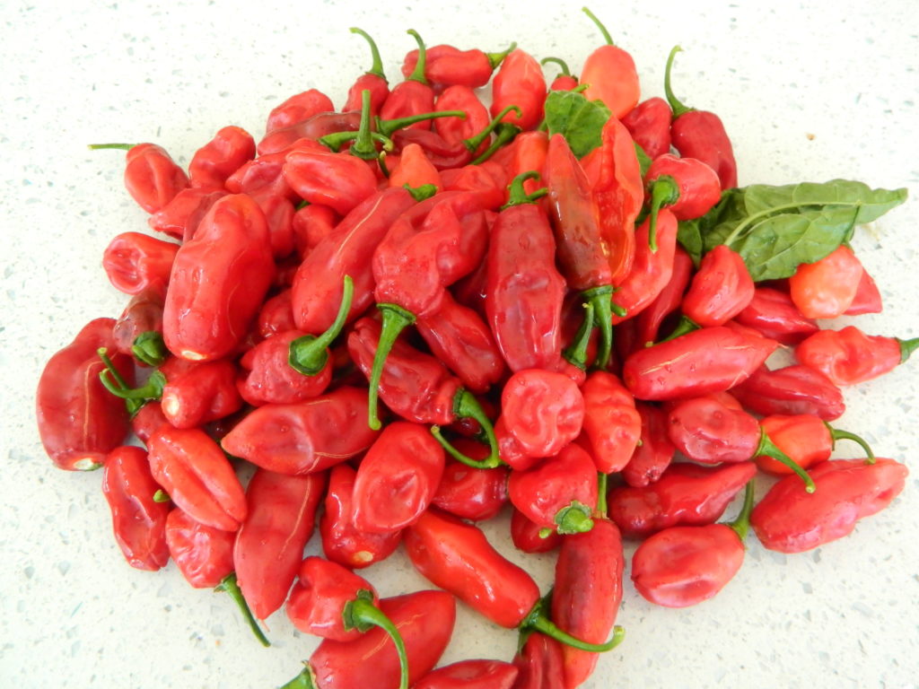 The Naga (Dorset Variety) Chilli Seeds - Red Dragon Seeds