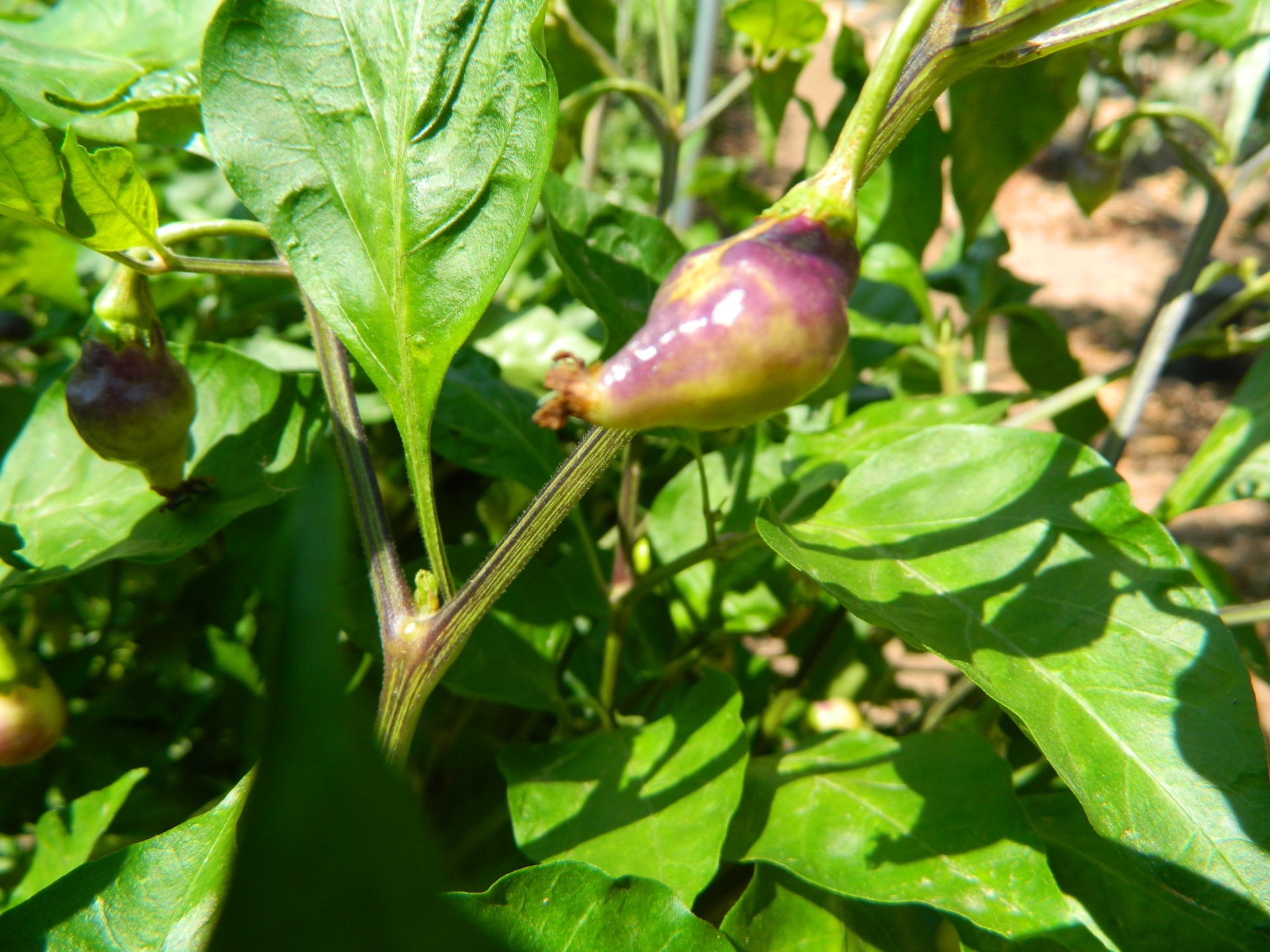 Condors Beak Chilli Seeds - Red Dragon Seeds