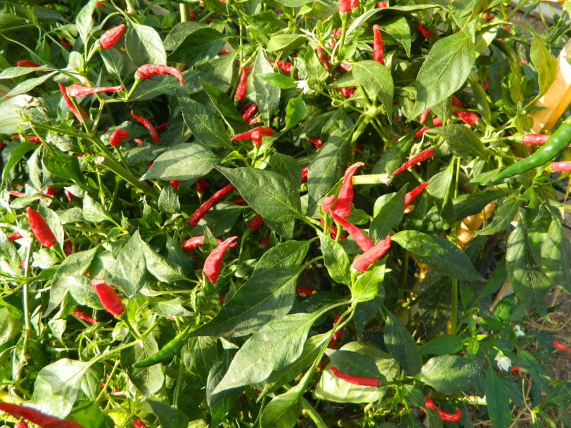 Thai Dragon Chilli Seeds For Sale - Thai Dragon Pepper Seeds For Sale ...