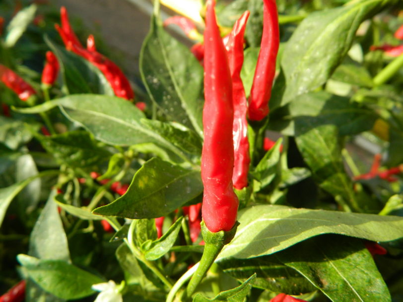 Thai Dragon Chilli Seeds For Sale - Thai Dragon Pepper Seeds For Sale ...