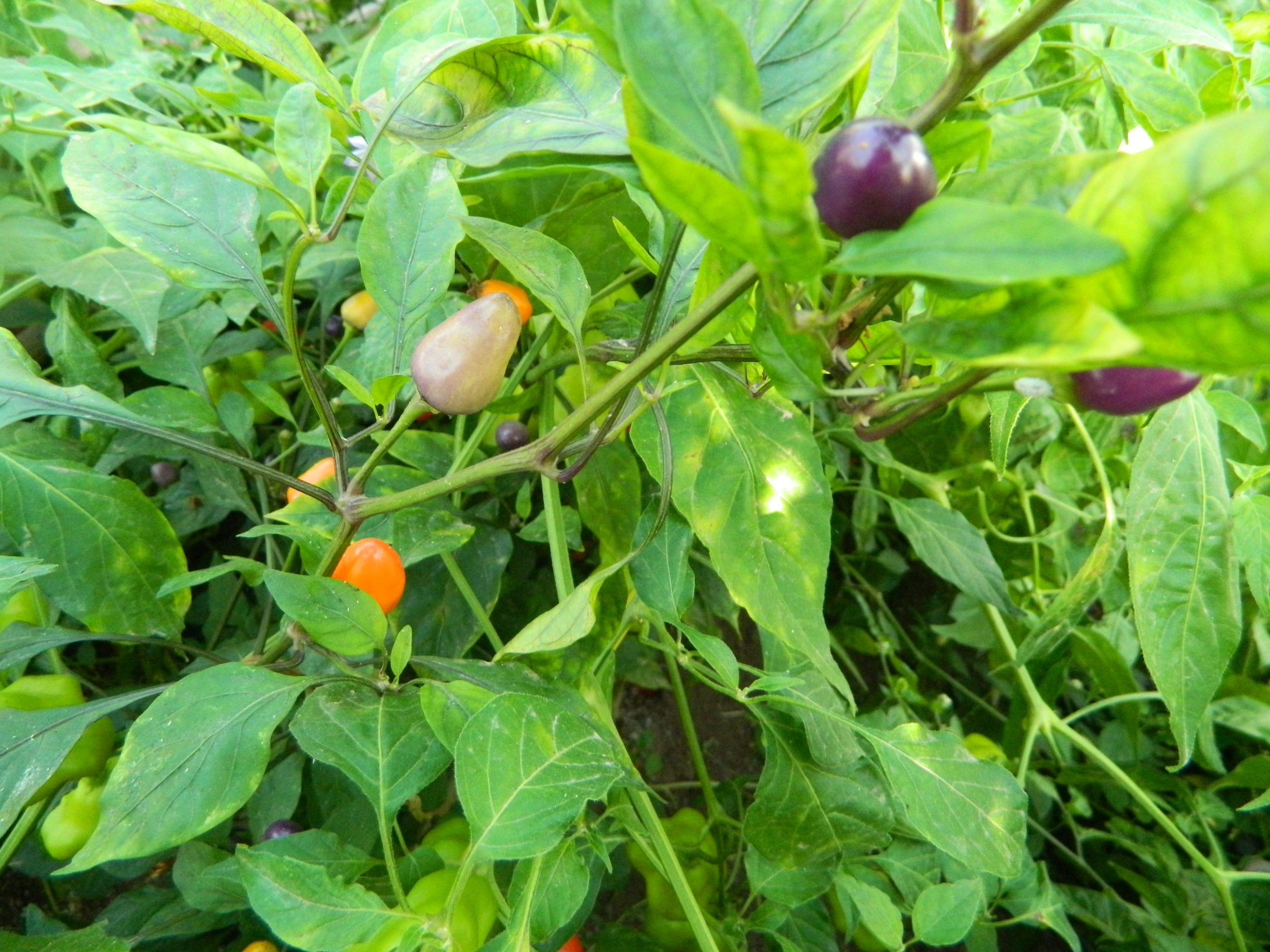 Aji de Jardin Chilli Seeds - Aji de Jardin Pepper Seeds - Red Dragon Seeds