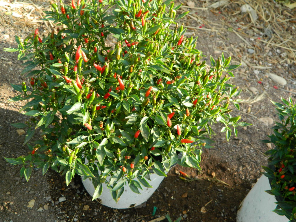 Birds Eye Demon Chilli Seeds For Sale - Birds Eye Demon Pepper Seeds ...