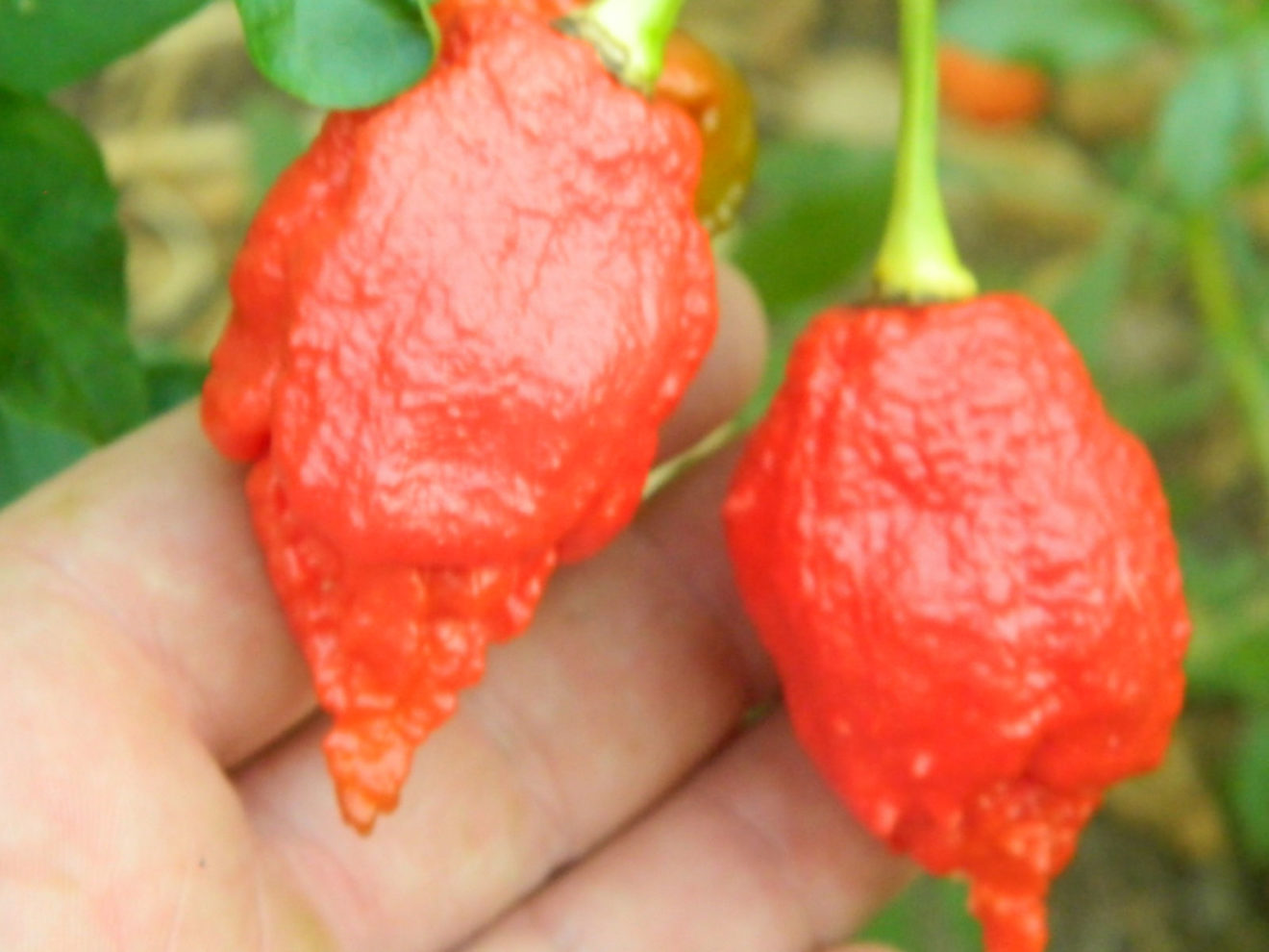 Apocalypse Chilli Seeds - Apocalypse Scorpion Pepper Seeds - Red Dragon ...