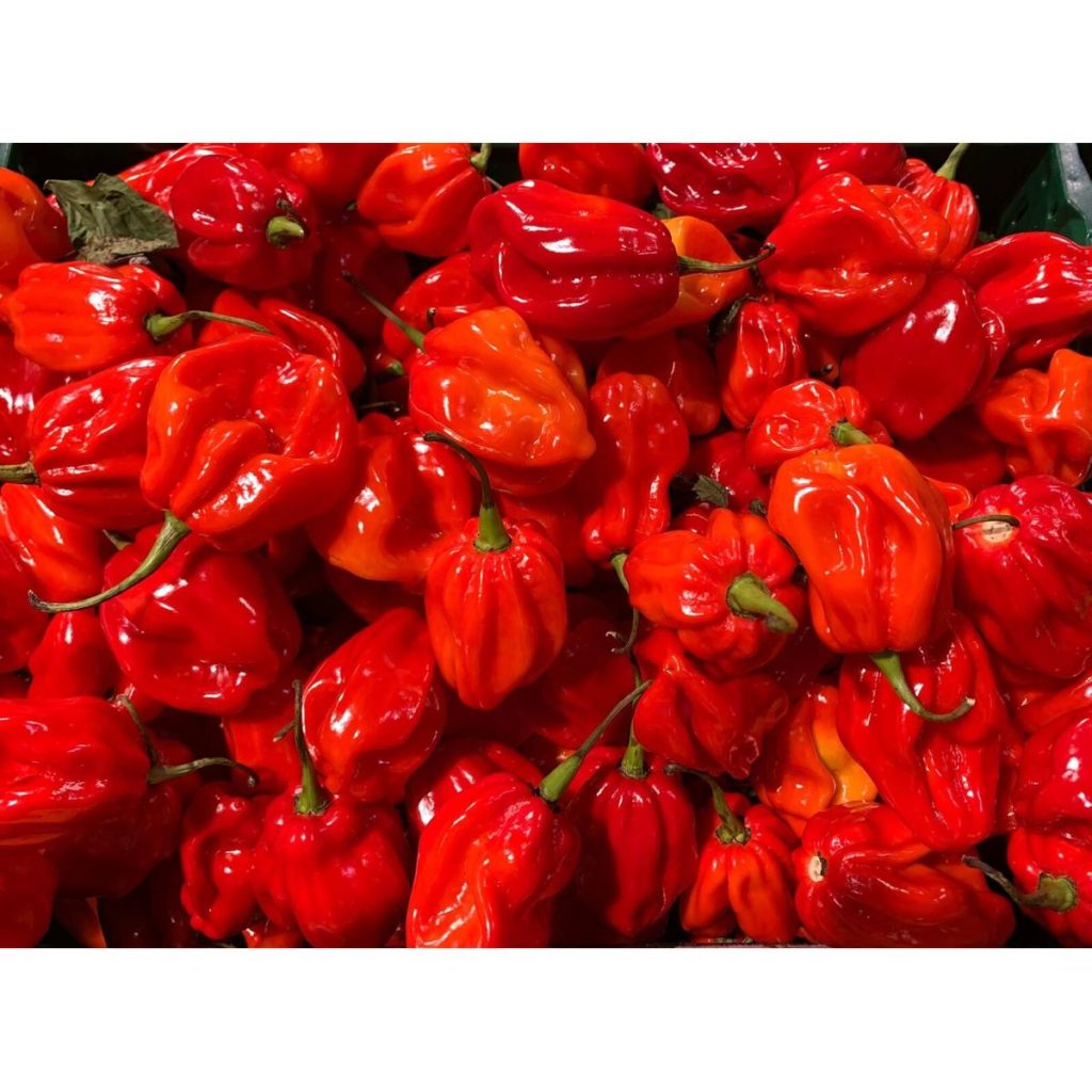 Habanero Chilli Seeds - Great Selection of Habanero Pepper Seeds - Red ...