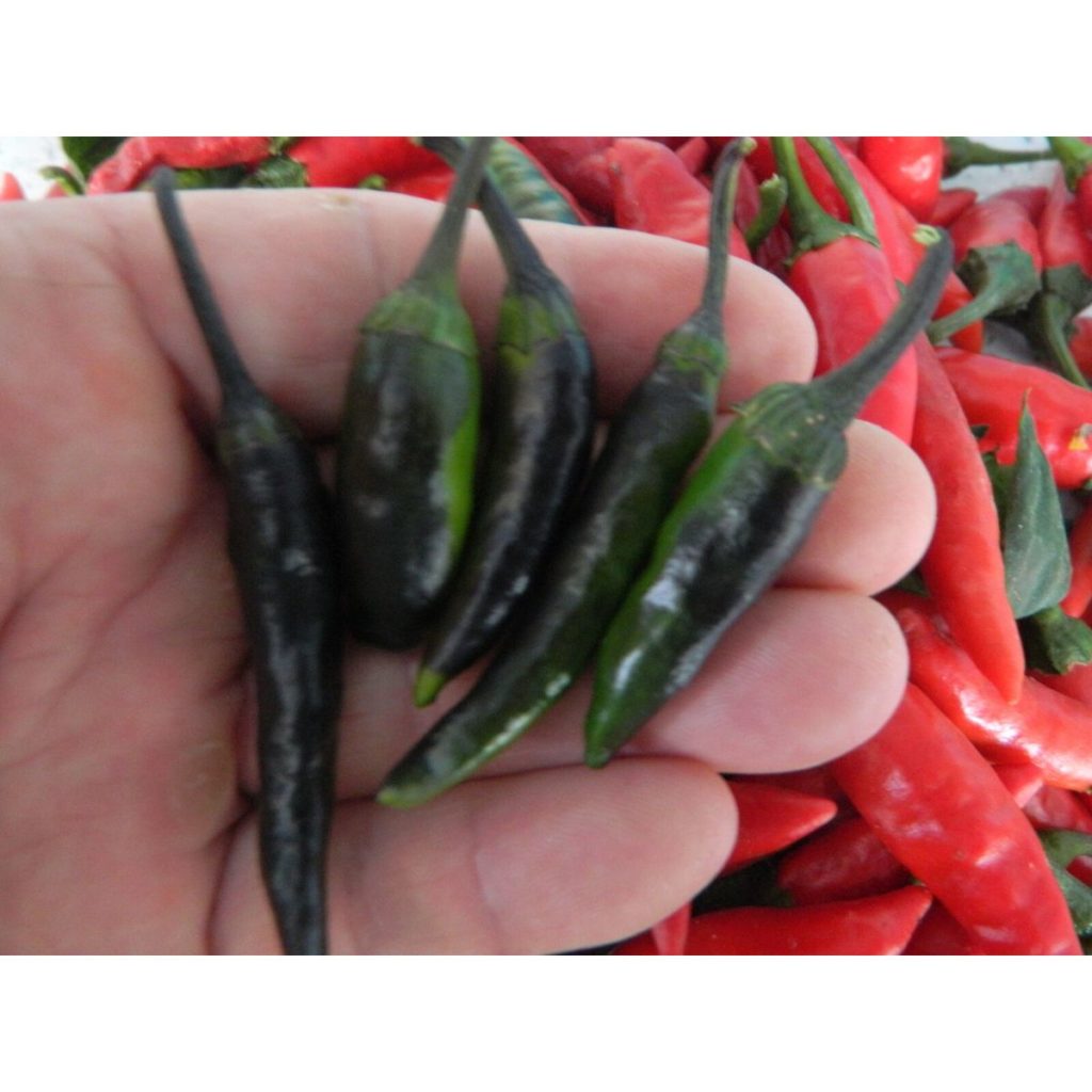 Krishna Jolokia Chilli Seeds - Krishna Jolokia Pepper Seeds