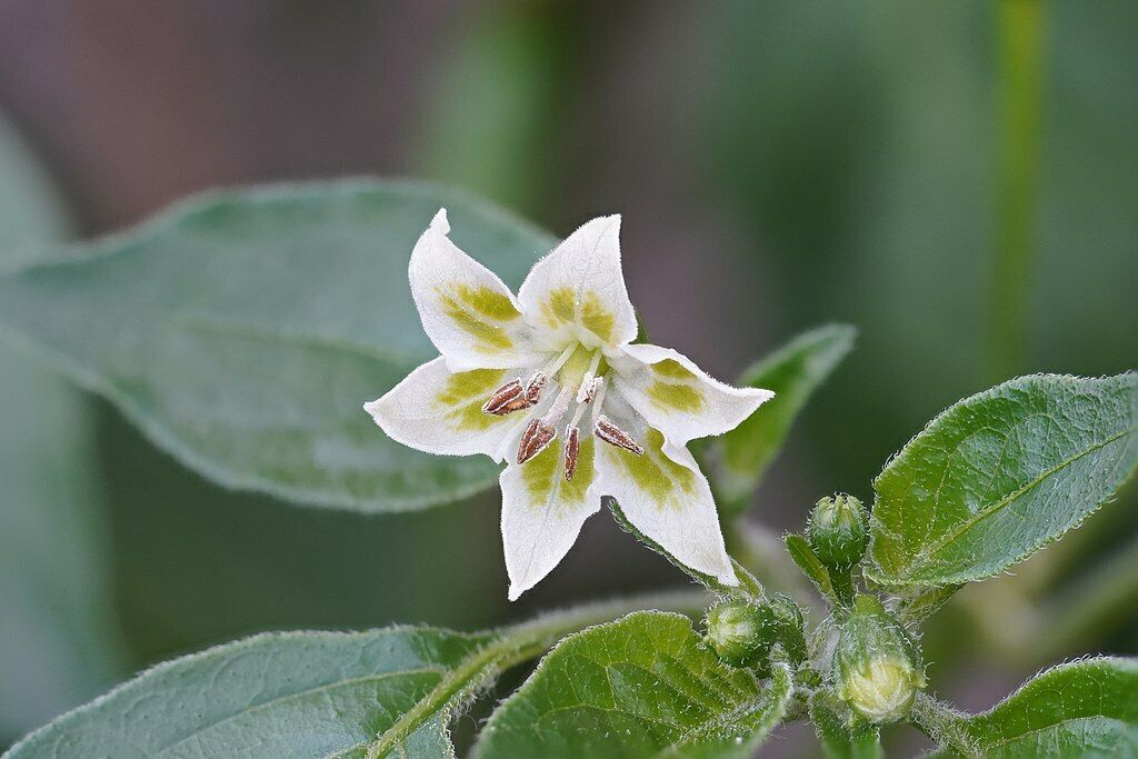 Lemon Drop Chilli Seeds - Aji Limon Pepper Seeds from Red Dragon Seeds