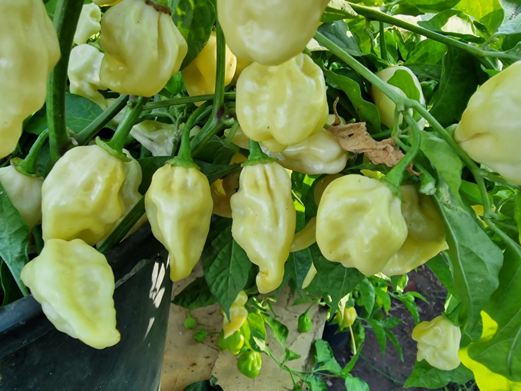Naga White Chilli Seeds - White Naga Pepper Seeds