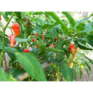 Chilli Pepper Seeds - Chilli Seeds from SeedPlanet