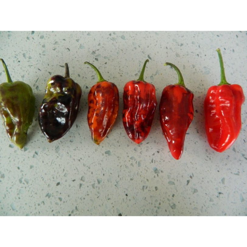 Bhut Jolokia White JW Chilli Seeds - Bhut Jolokia White JW Pepper Seeds