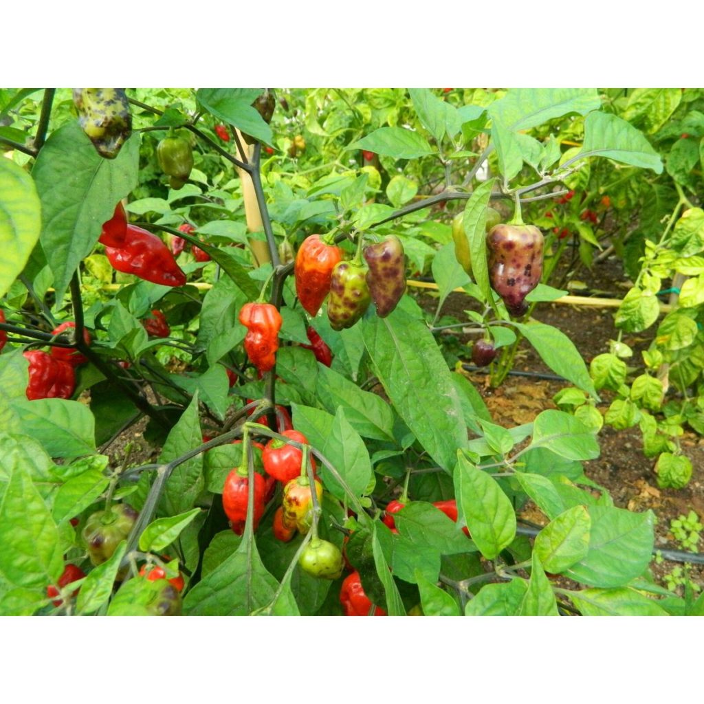 Bhut Jolokia Purple Chilli Seeds - Bhut Purple Pepper Seeds - Red Dragon Seeds