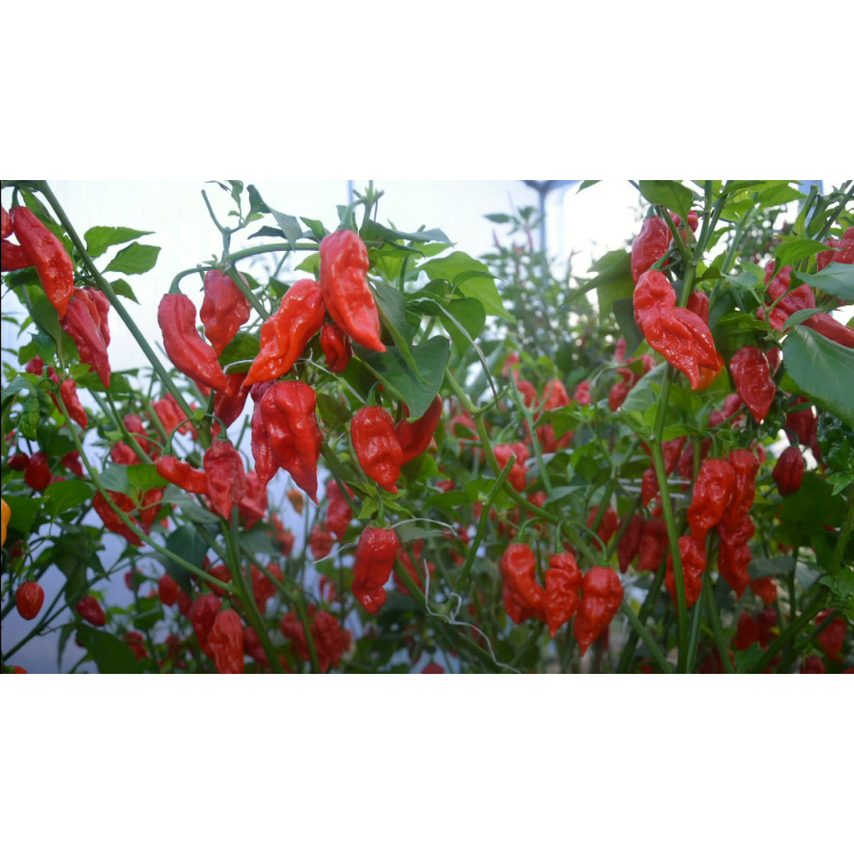 Red Fatalii Chilli Seeds for Sale from Red Dragon Seeds