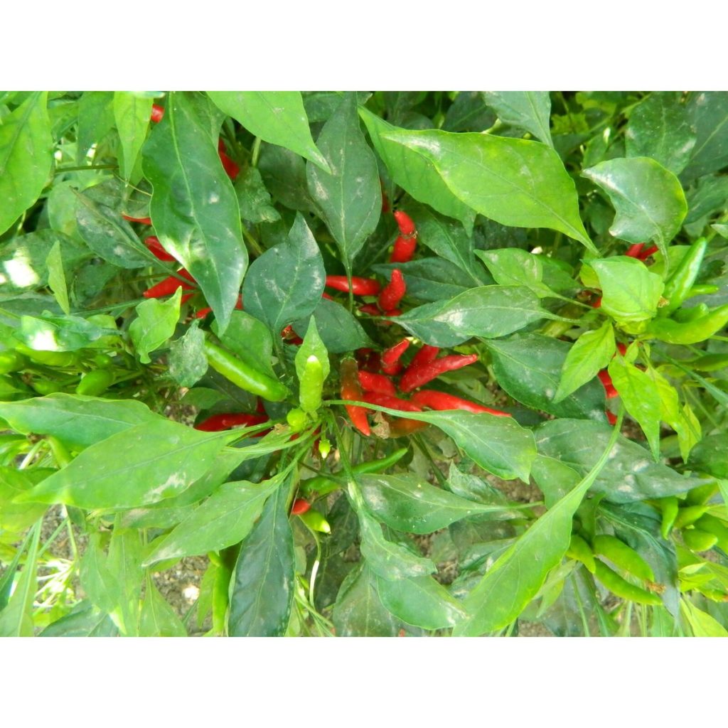 Medium Hot Chilli Seeds from SeedPlanet - World of Medium Hot Pepper Seeds