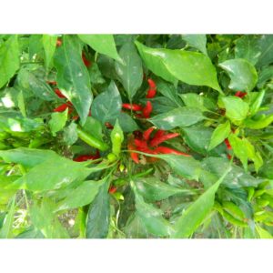 Zebrange Chilli Seeds - 10 Fresh Zébrange Pepper Seeds - Red Dragon Seeds