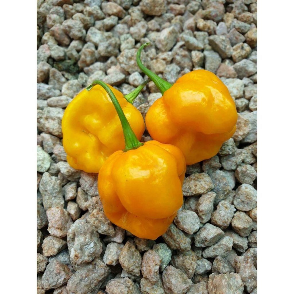 Trinidad Moruga Scorpion Yellow Chilli Seeds - Red Dragon Seeds