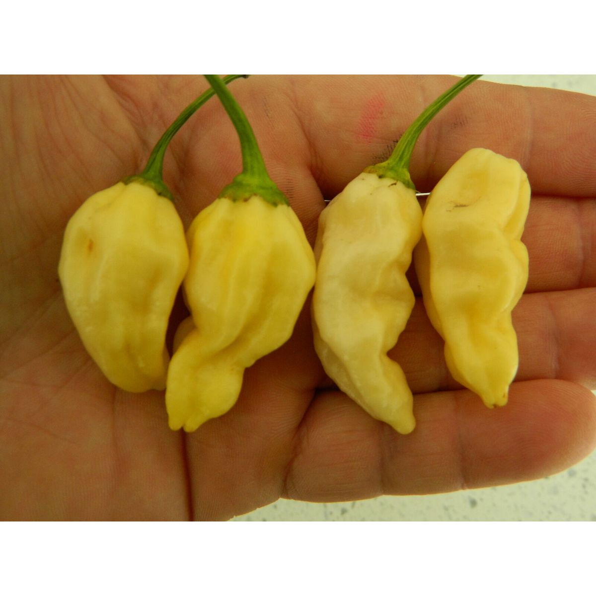 Naga White Chilli Seeds - White Naga Pepper Seeds - Red Dragon Seeds