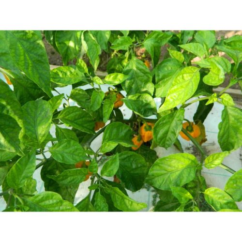 Carolina Reaper Yellow Chilli Seeds - Reaper Yellow Pepper Seeds - Red ...