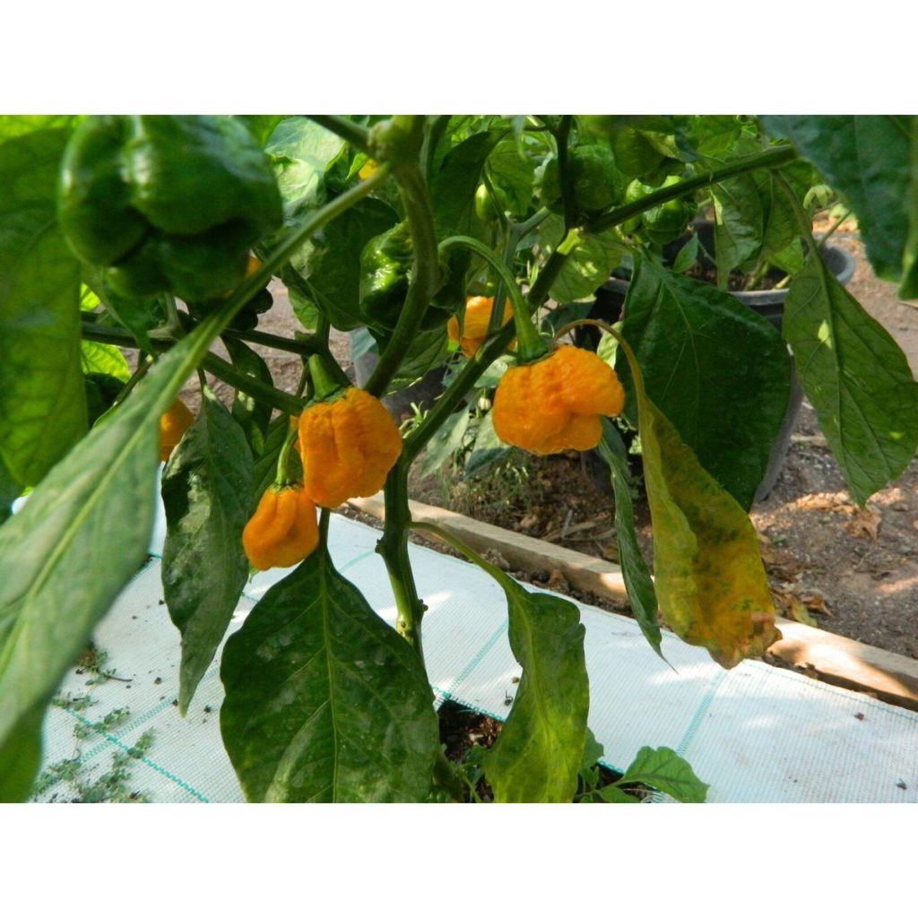 Carolina Reaper Yellow Chilli Seeds - Reaper Yellow Pepper Seeds - Red ...