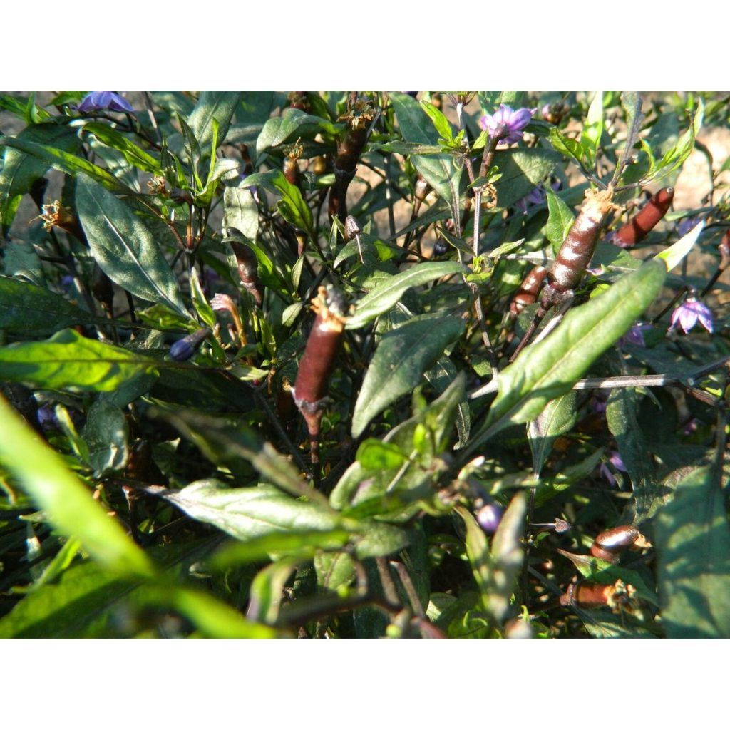 Chilli Pepper Seeds - Chilli Seeds from SeedPlanet