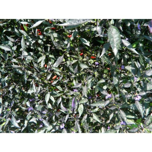 Zimbabwe Black Chilli Seeds - Great Looking Black Pepper Plant - Red ...