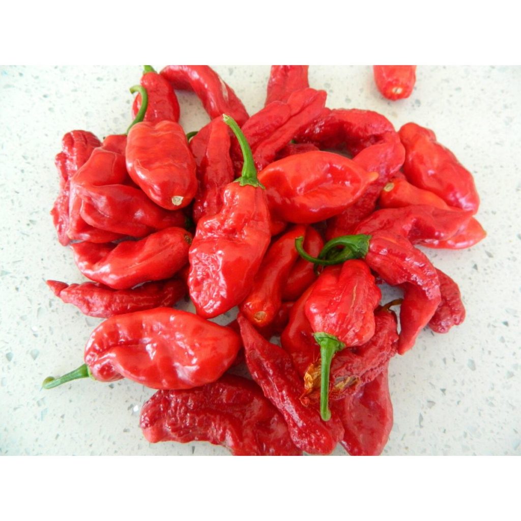 Ecuadorian Devil's Breath Chilli Seeds - Ecuadorian Devil's Breath ...
