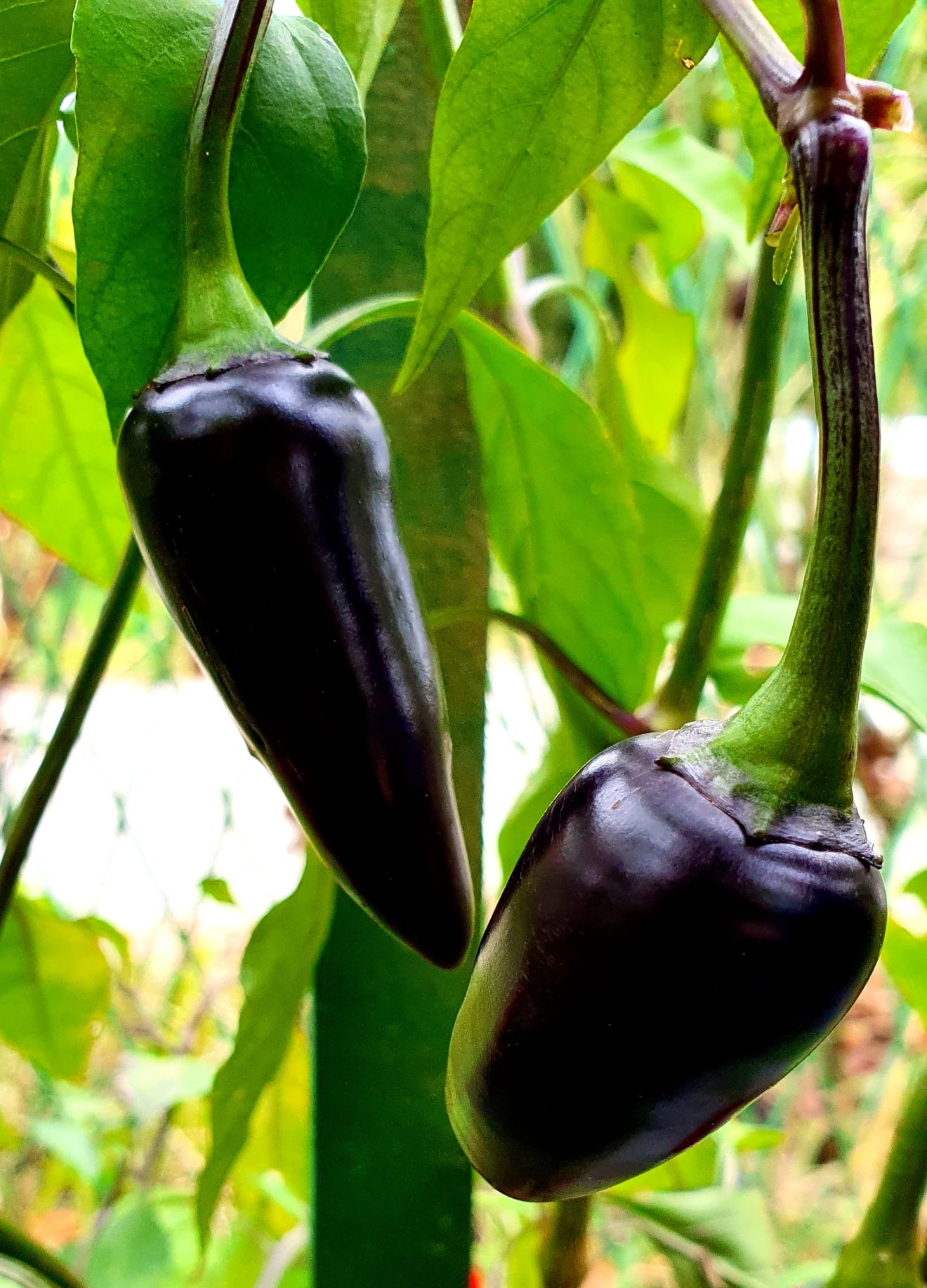 Jalapeno Variety Pack - Jalapeno Chilli Seeds - 8 Different Varieties ...