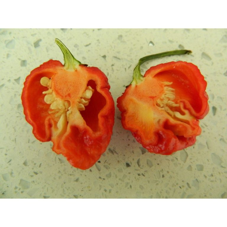 Dragons Breath Chilli Seeds - Super Hot Dragons Breath Pepper Seeds