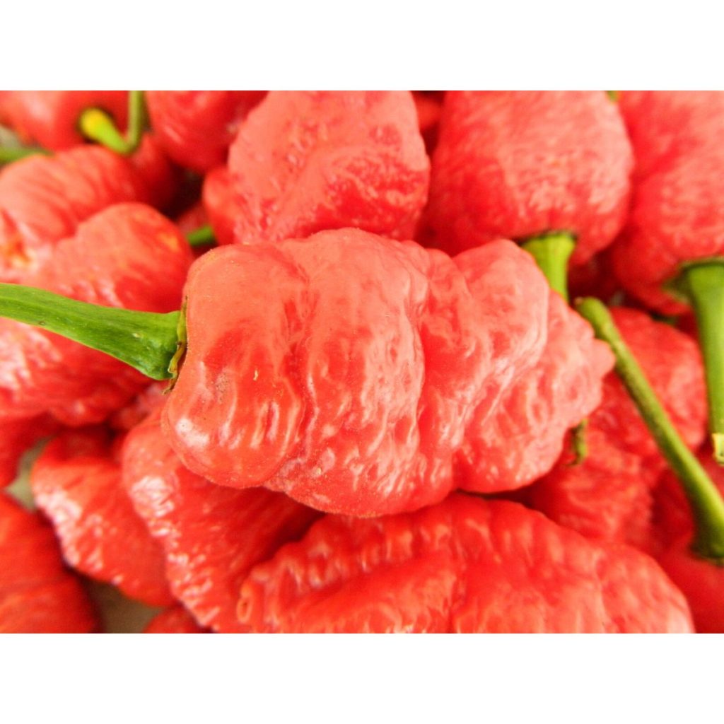 Death Spiral Chilli Seeds - Buy These Wacky Pepper Seeds from Red ...
